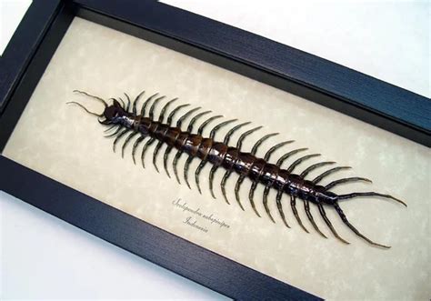 Scolopendra Subspinipes Poisonous Centipede Real Framed Butterflies