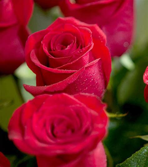 The Most Beautiful Rose Flowers In World Best Flower Site