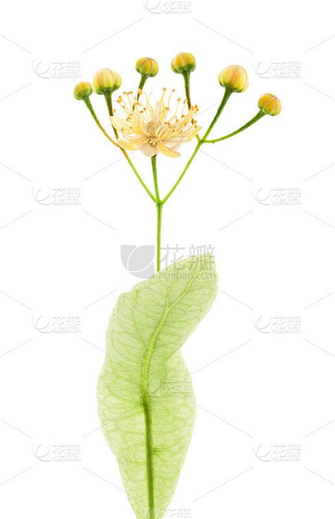 菩提树的花