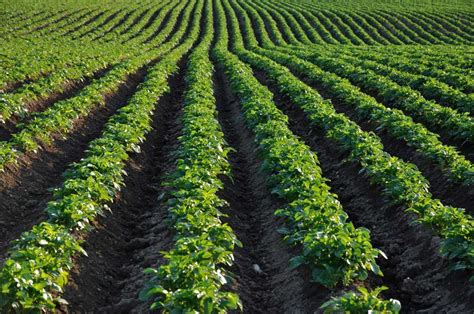 Arable Crops Archives Cropserve