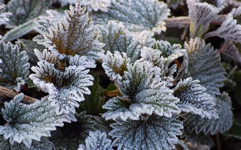Frost Flower Wallpaper Background Desktop Background Wallpapers
