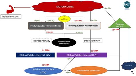 The Extrapyramidal Motor System Simply Psych Edu