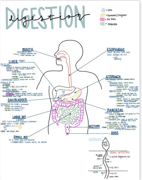 Pathophysiology Nursing Notes Etsy