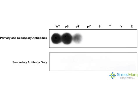 Product Gene Id Stressmarq Biosciences Inc