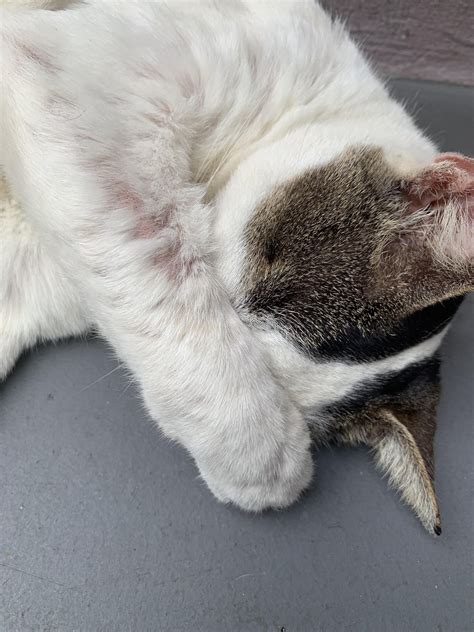 How To Stop Cat From Overgrooming Rcats