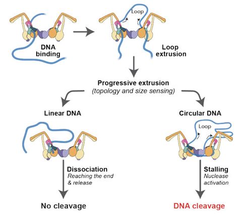 Loop Extrusion Mediated Plasmid Dna Cleavage By