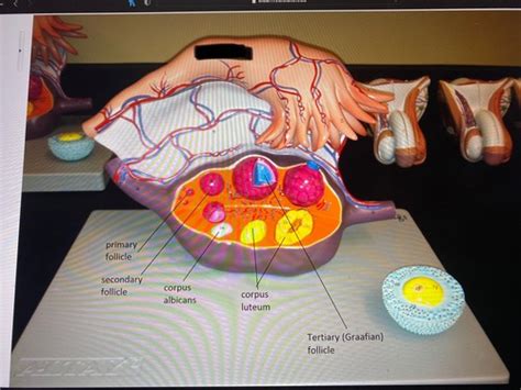 Ovary Lab Flashcards Quizlet