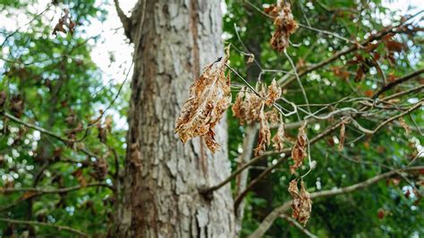 Video How To Spot The Warning Signs Dead Dying Or Hazardous Trees Leaf Limb