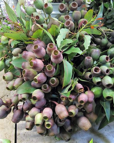 1029 Best Seeds And Pods Images On Pinterest Seed Pods Seeds And Vanilla