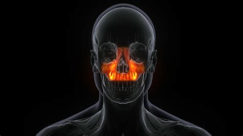 Premium Photo Male Maxilla Bone Skull Anatomy 3d Illustration