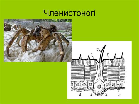 Покриви тіла тварин презентация онлайн