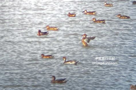 茄萣濕地公園｜高雄生態旅遊賞鳥景點，黑面琵鷺、寒鴉、白鷺鷥、候鳥過冬據點。 承錠旅行日記