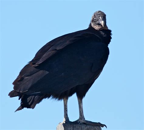 A New Mexican In Florida Part Iii Photo Feathers