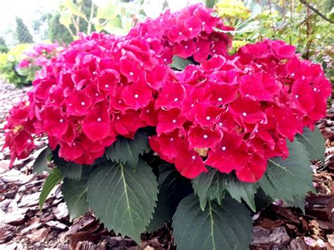 Zielono Zakręceni Hortensja ogrodowa Hydrangea macrophylla Forever