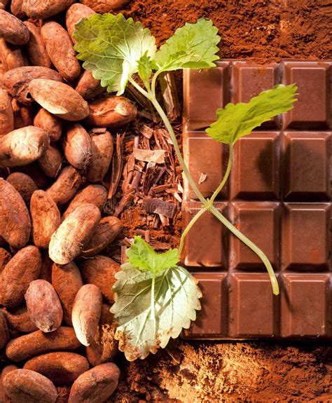 Mint Chocolate Stock Image Image Of Choc Piece Powdered 23559893