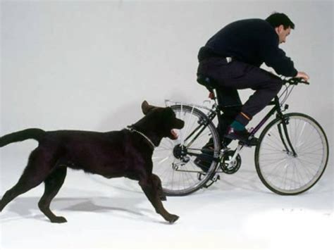 Porque Perros Ladran A Coches Atracción360