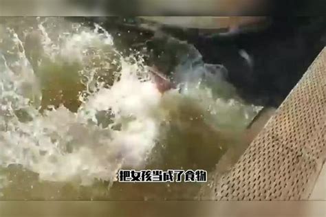 鲨鱼惨遭 碎尸万段”， 凶手”是它？若不是视频为证谁会信！凶手鲨鱼视频