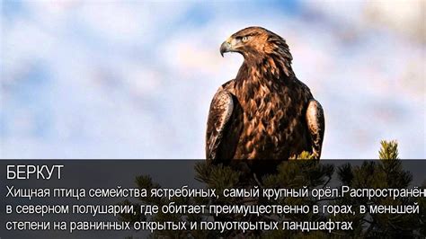Беркут Птица Фото И Описание – Telegraph