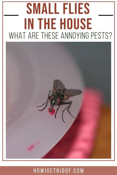 Small Flies In House What Are These Annoying Pests How I Get Rid Of