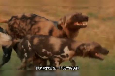 发情期的野狗竟找鬣狗交配，还霸占胡狼的幼崽，最后成联盟鬣狗