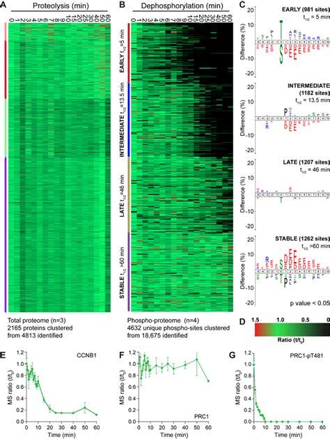 An Ordered Cascade Of Dephosphorylation During Mitotic Exit 265 Download Scientific Diagram