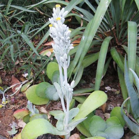 Kalanchoe Thyrsiflora Cuidados Y Curiosidades Club Suculentas