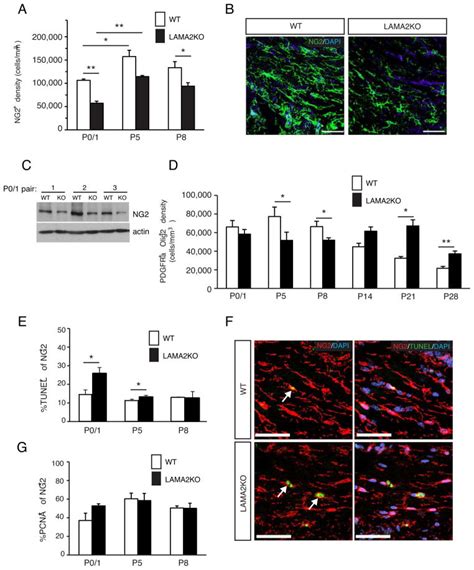 Laminin Regulates Postnatal Oligodendrocyte Production By Promoting
