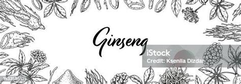 인삼 수평 디자인 스케치 스타일로 손으로 그린 식물 벡터 일러스트레이션 포장 라벨 배지에 사용할 수 있습니다 한방 의학 배경 0명에 대한 스톡 벡터 아트 및 기타 이미지