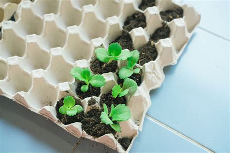 계란 트레이를 묘목 지속 가능한 가정 정원 가꾸기 및 자연과의 연결을 위한 생분해성 화분으로 재사용했습니다 0명에 대한 스톡 사진 및 기타 이미지 Istock