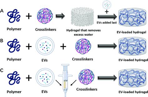 Loading Strategies For Ev Loaded Hydrogels A Breathing Method B Download Scientific