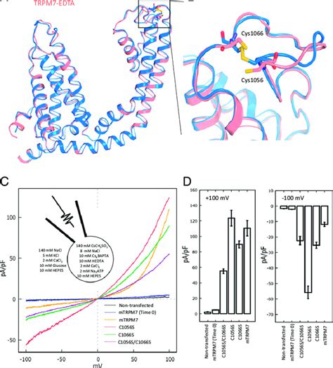 Comparison Of Trpm7 Mg 2 And Trpm7 Edta Structures A Download