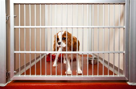 愛犬のストレスを軽減しよう！留守番・来客時のストレス対策とはワンクォール