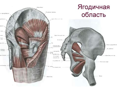 Топографическая анатомия нижней конечности презентация онлайн