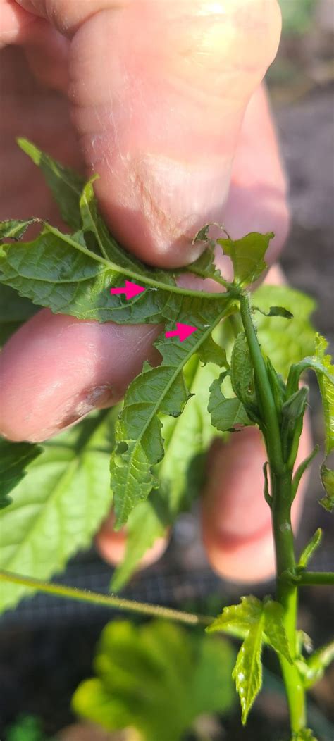 How To Identify And Control Japanese Maple Pests Gardeners Path