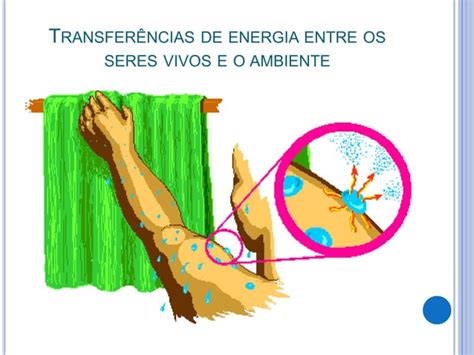 O Controle Da Temperatura Corpórea Pptx