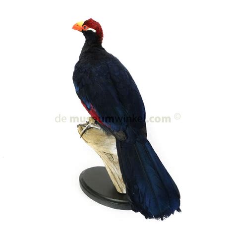 Beautiful Green Bird Mounted Violet Turaco
