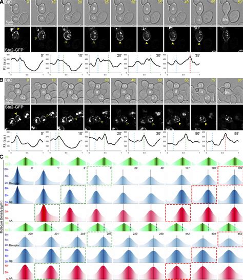 Examples Of Reorientation And Its Simulation By Computational Model Download Scientific Diagram