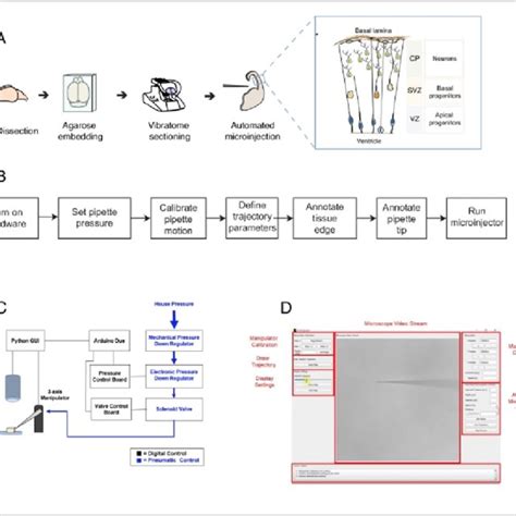 Automated Microinjection Setup And Protocol A Overall Protocol For Download Scientific
