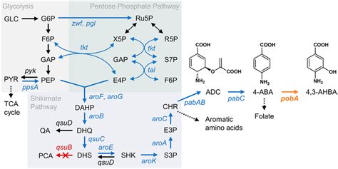 Schematic Representation Of The Artificial Pathway For The Production