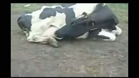 Kuh Trinkt Aus Eigenem Euter