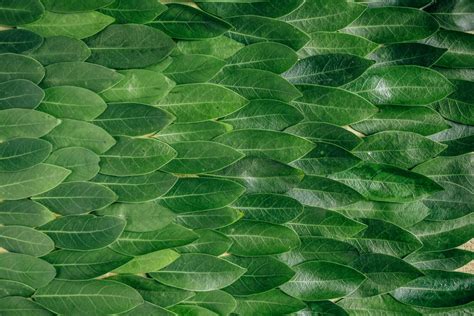 5 Of The Best Bay Leaf Substitutes Cooked Best