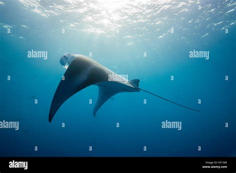 Trágico Residencia Legibilidad Manta Ray Life Cycle Reptiles Oceanía Hostil