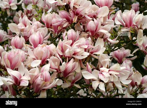 Saucer Magnolia Scent At Melinda Morris Blog