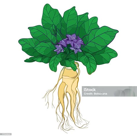 벡터 개요 만드라고라 Officinarum 또는 지중해 만드레이크 보라색 꽃 무리 화려한 잎과 흰색 배경에 고립 된 루트 독성