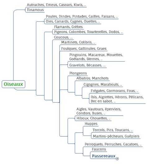 Classification Des Oiseaux Gazouillette