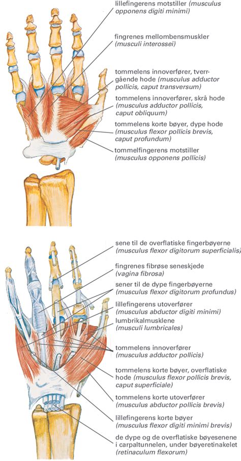 Musculi Lumbricales Manus Store Medisinske Leksikon