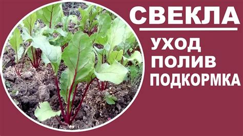 Уход за свеклой в открытом грунте Как поливать и чем подкормить свеклу ...