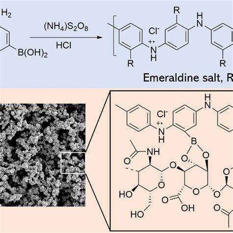 A Synthesis Of PANI Bearing Boronic Acid Groups B A Schematic