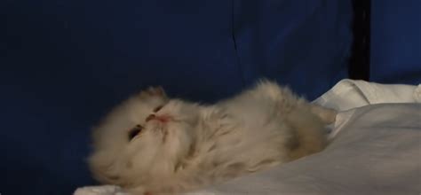 Why Does My Cat Watch Me Sleep Kittenwiki