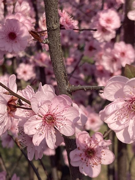 Sakura Flowers Cherry Blossoms Free Photo On Pixabay Pixabay